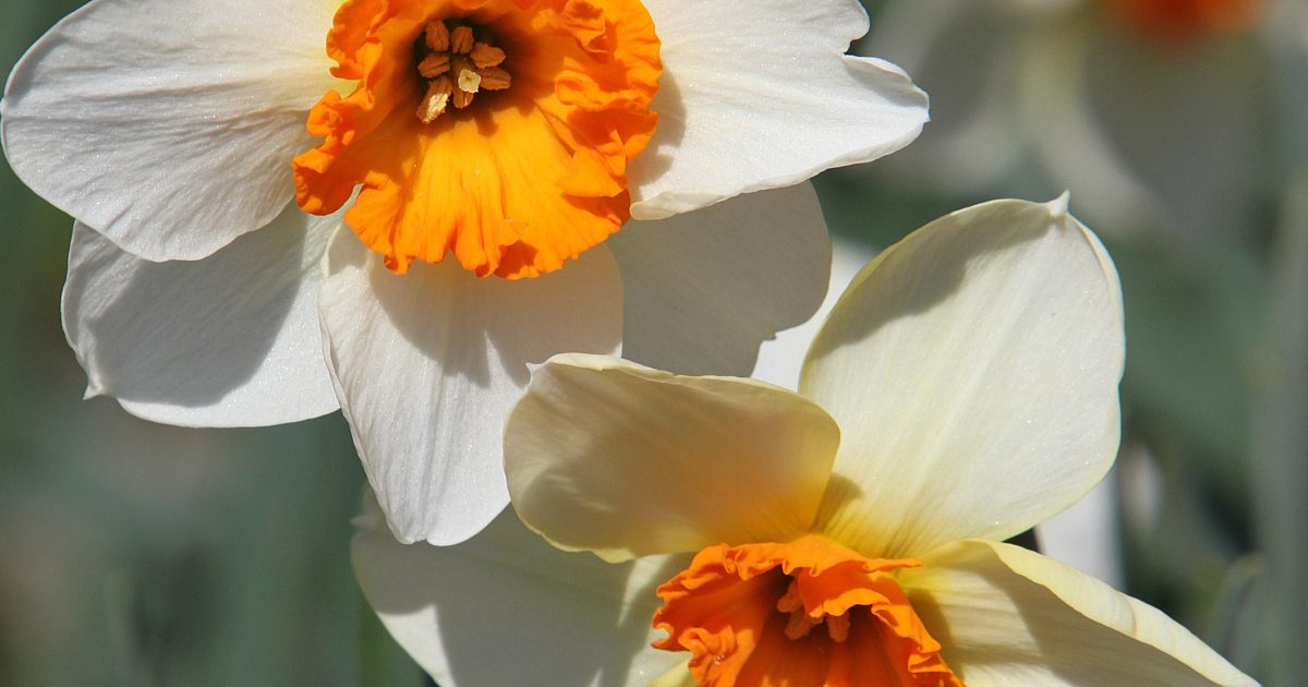Entering the 2022 Daffodil Show | Dixon Gallery & Gardens