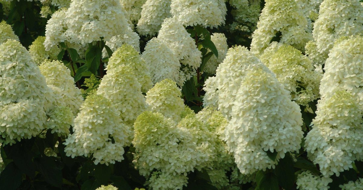 Plant Profile: Panicle Hydrangea | Dixon Gallery & Gardens