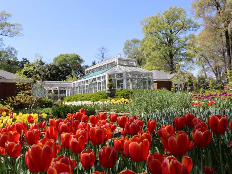 Tulip Season at Dixon Gallery and Gardens | Dixon Gallery & Gardens