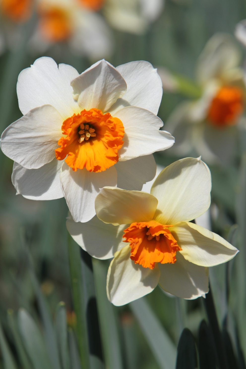 The Dixon Post | Dixon Gallery & Gardens