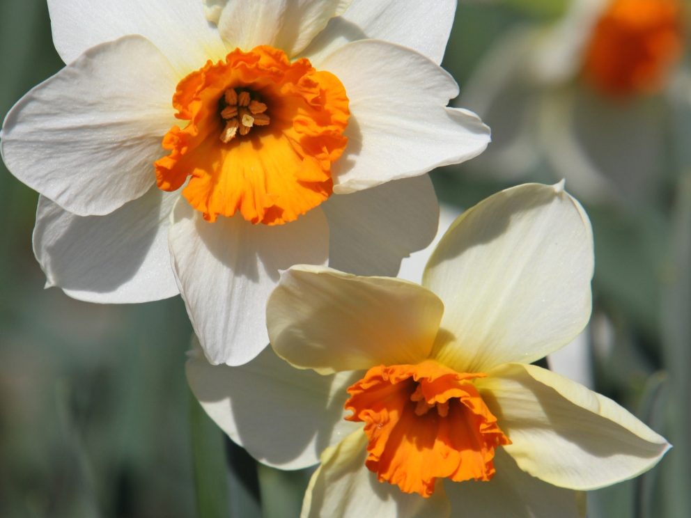 Entering the 2022 Daffodil Show | Dixon Gallery & Gardens