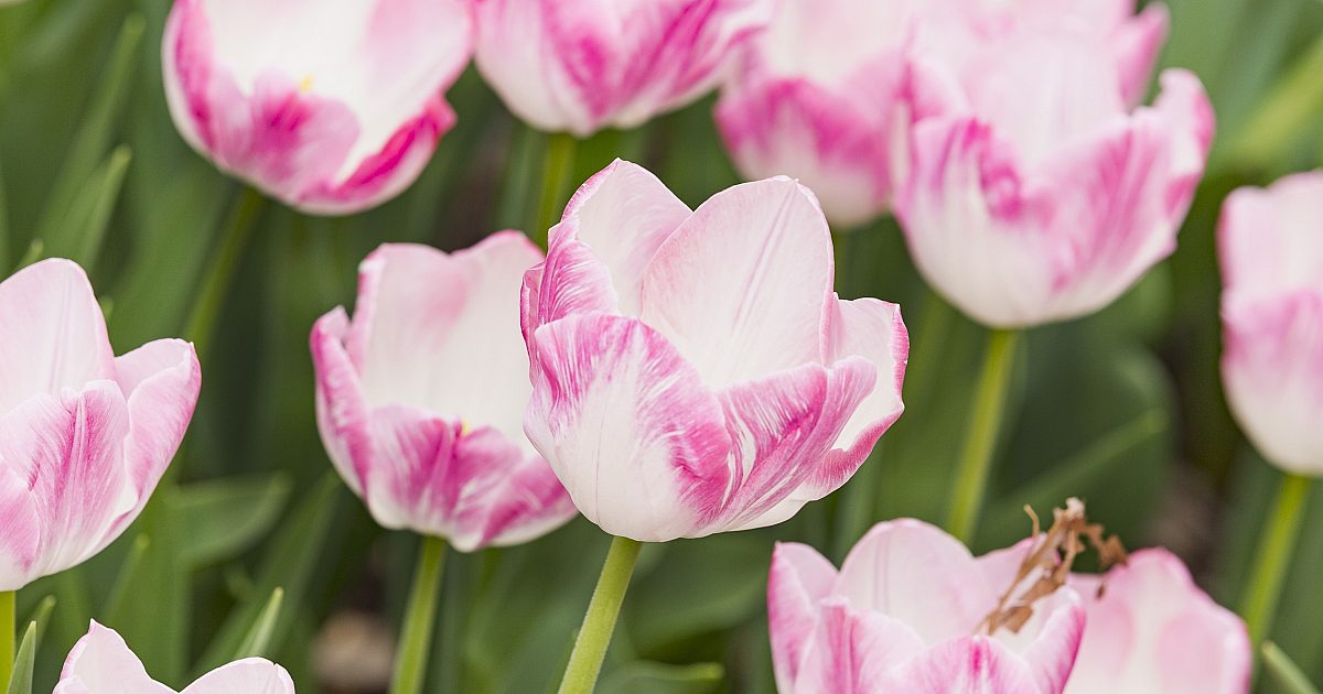Tulip Trivia | Dixon Gallery & Gardens