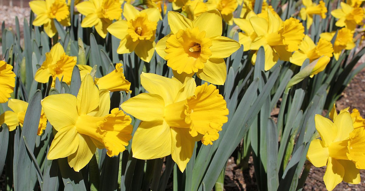 Plant Profile: Daffodil, Narcissus | Dixon Gallery & Gardens