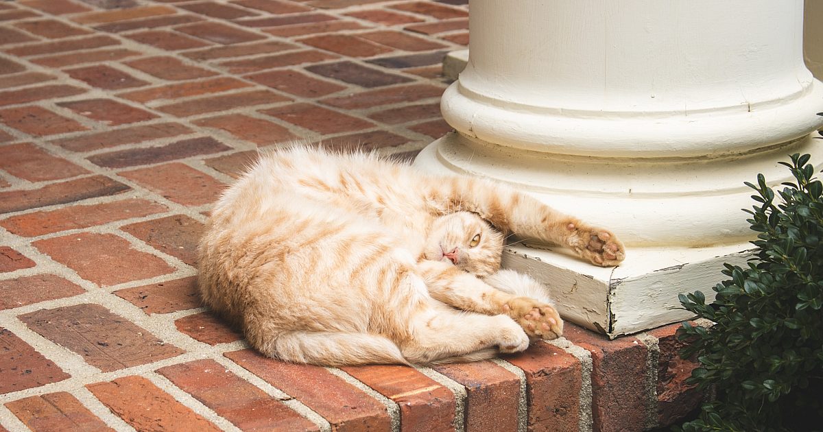 Get to know Oliver | Dixon Gallery & Gardens