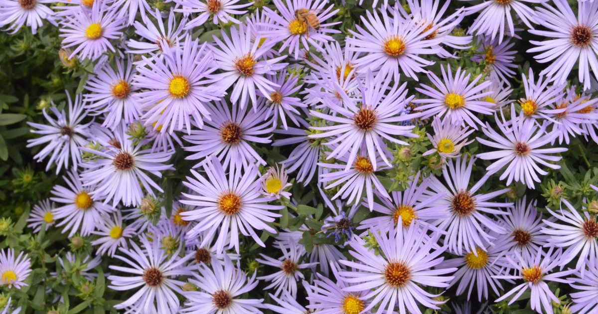 Plant Profile Asters Dixon Gallery Gardens