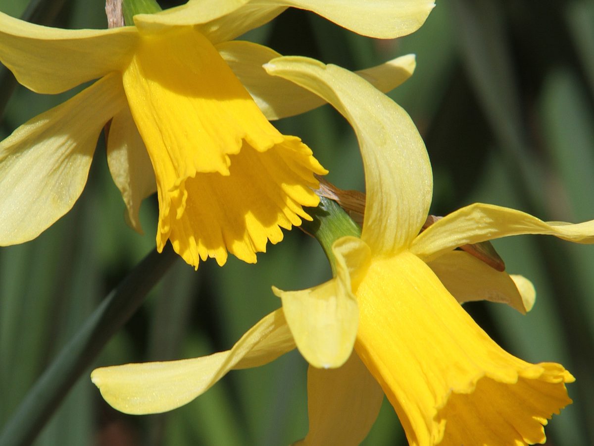 Who is that Artist? | Dixon Gallery & Gardens