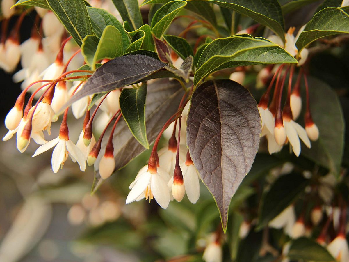 Art Museum, Gardens, and Event Venue | Dixon Gallery & Gardens