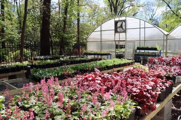 Plant Sale: Dixon Garden Fair | Dixon Gallery & Gardens