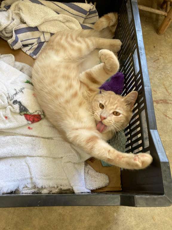 Get to know Oliver | Dixon Gallery & Gardens