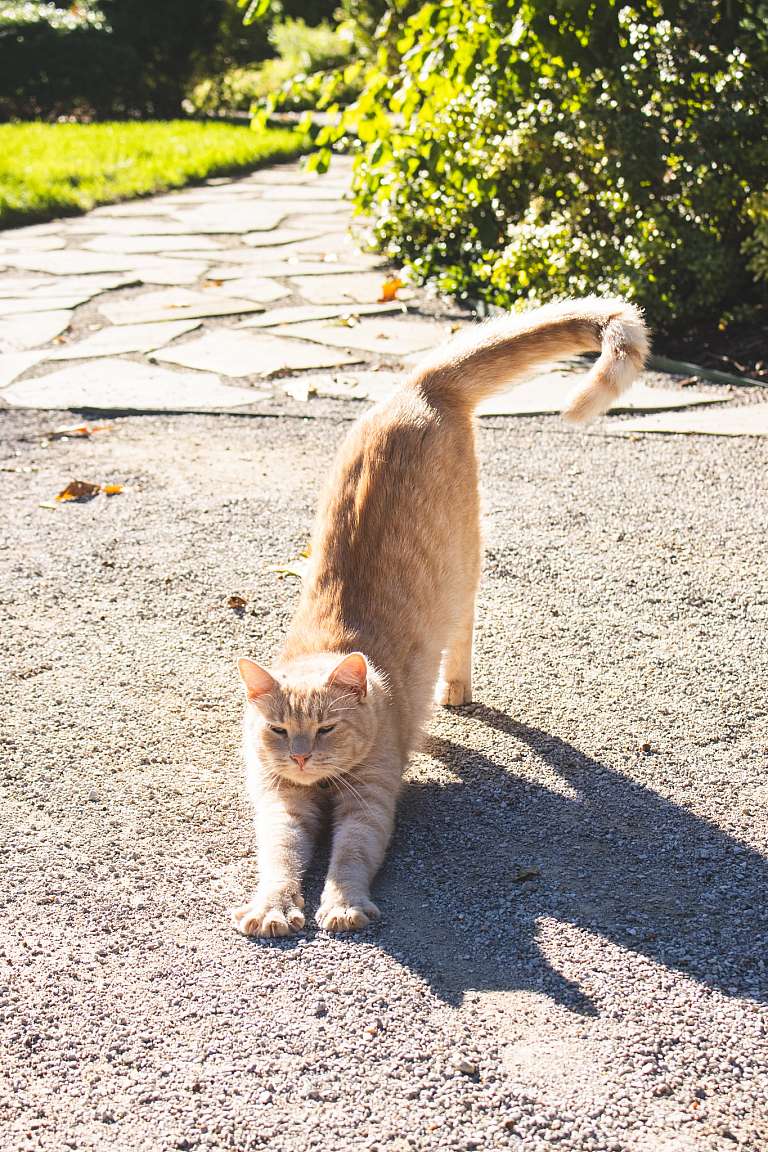 Get to know Oliver | Dixon Gallery & Gardens
