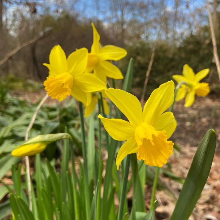 11th Annual Mid-South Daffodil Show | Dixon Gallery & Gardens