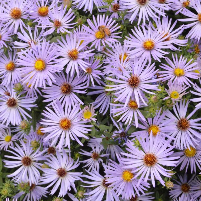 Plant Profile Asters Dixon Gallery Gardens