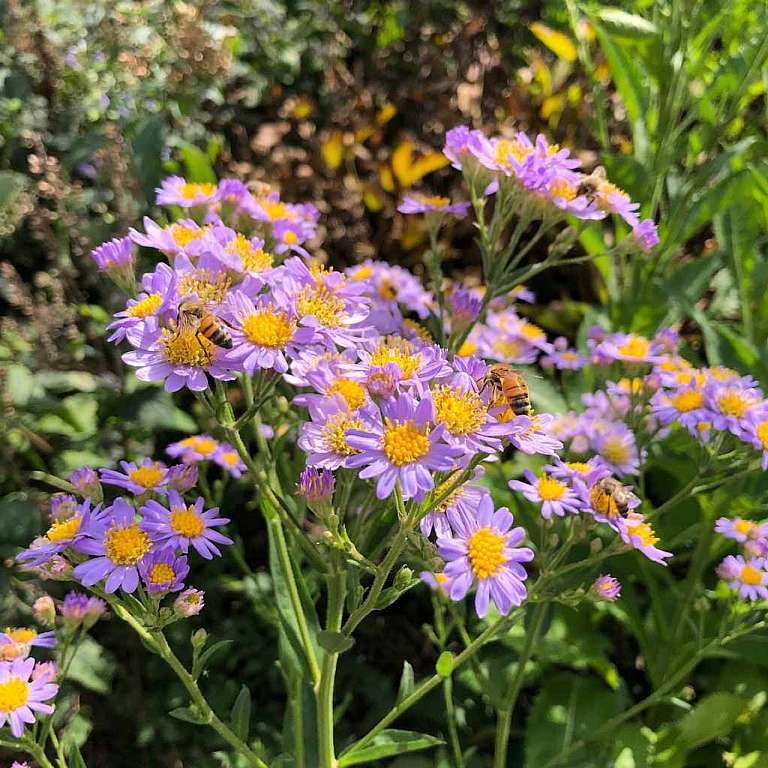 Plant Profile Asters Dixon Gallery Gardens