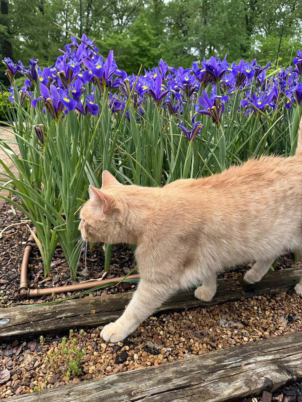 Get to know Oliver | Dixon Gallery & Gardens