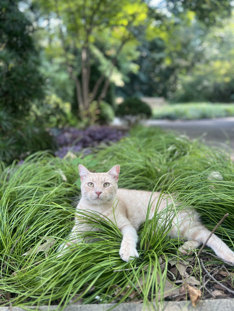 Get to know Oliver | Dixon Gallery & Gardens