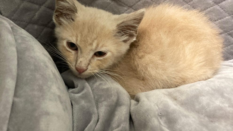 Get to know Oliver | Dixon Gallery & Gardens