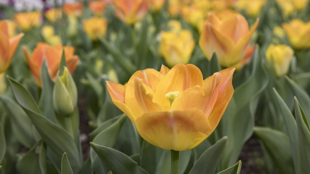 Tulip Trivia | Dixon Gallery & Gardens