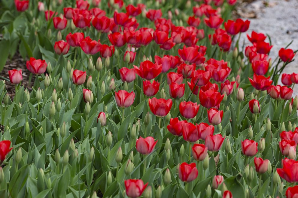 Tulip Season at Dixon Gallery and Gardens | Dixon Gallery & Gardens