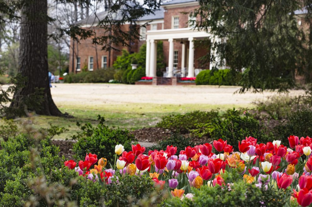 Tulip Season at Dixon Gallery and Gardens | Dixon Gallery & Gardens