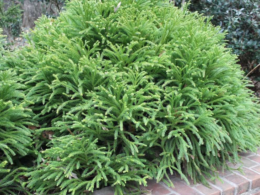 Plant Profile: Conifers | Dixon Gallery & Gardens
